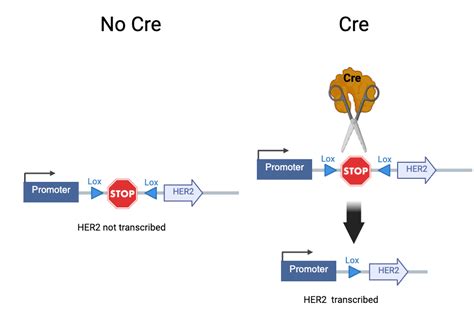 Cre Recombinase Nc Dna Day Blog