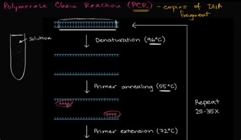 Mcat Dna Tech Flashcards Quizlet
