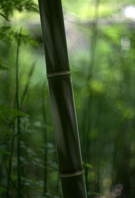 246 Best Bamboo Images On Pinterest Bamboo Forests And Nature