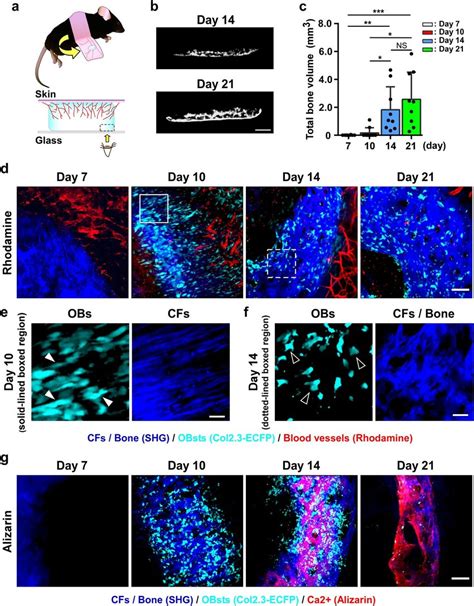 Establishment Of Intravital Two Photon Imaging For Ectopic Bone