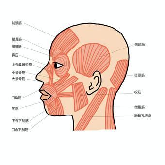 頭部筋肉イラスト無料イラストフリー素材ならイラストAC