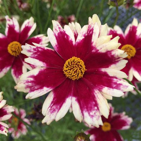 Ruby Frost Coreopsis Tickseed American Meadows