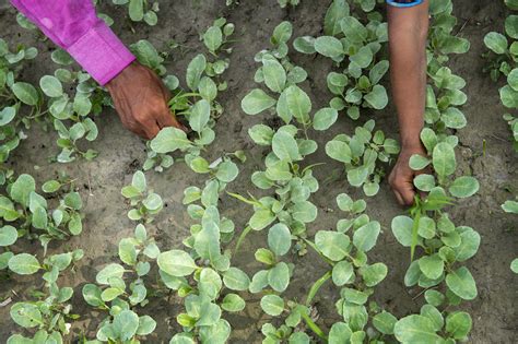 Building A Climate Resilient Agriculture Structure In India