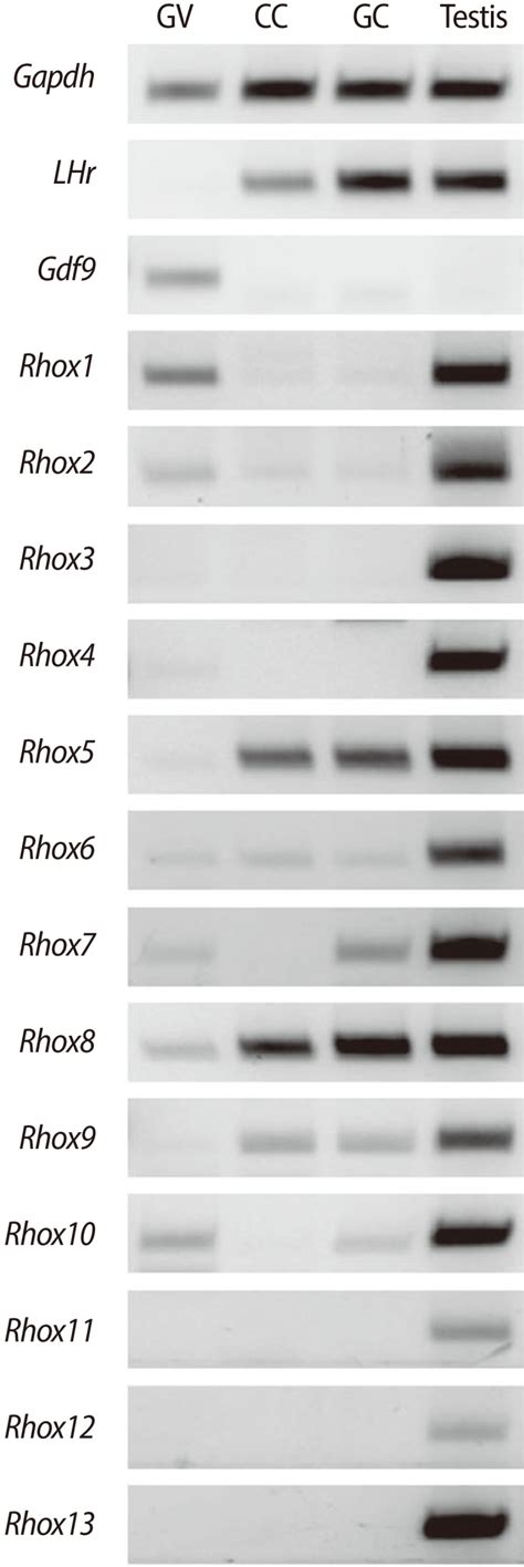 Expression Of Reproductive Homeobox Genes On The X Chromosome Rhox