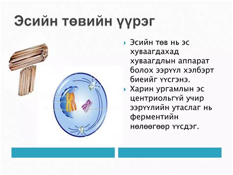 эсийн мембрант бүтэцгүй эрхтэнцэрүүд Pptx