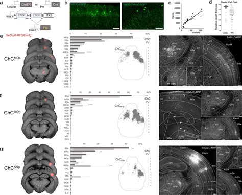 Specific And Comprehensive Genetic Targeting Reveals Brain Wide