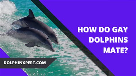 How Do Gay Dolphins Mate From Biology To Behavior