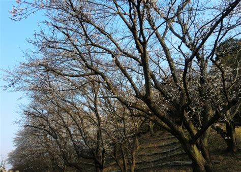 小さな丘の桜。 Ryuuzanshis Blog