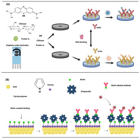 Utilizing Electrochemical Biosensors As An Innovative Platform For The Rapid And On Site
