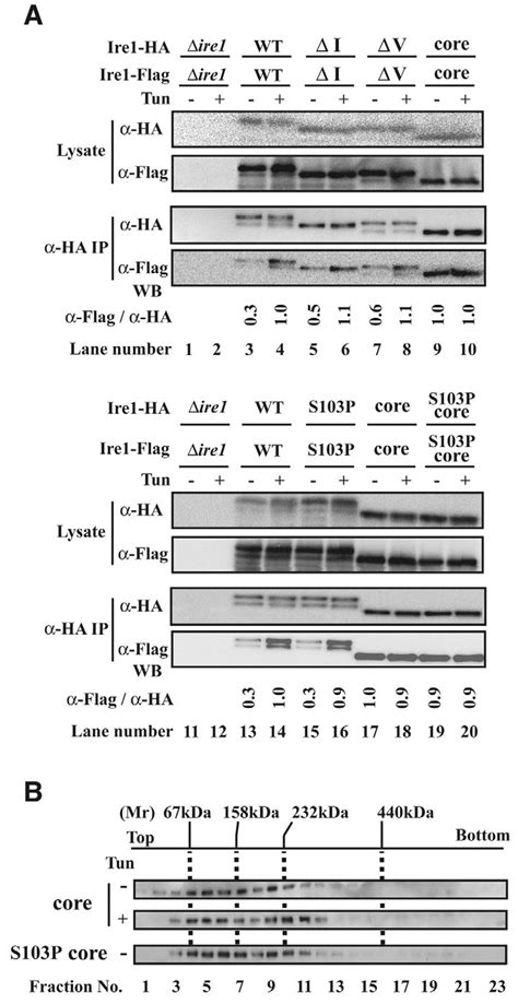 Self Association Of The Ire1 Luminal Domain Mutants A Kmy1015 Ire1