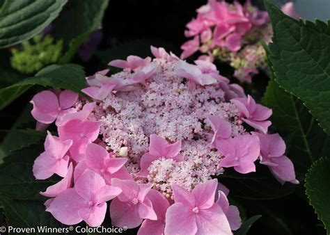 Lets Dance® Starlight Bigleaf Hydrangea Hydrangea Macrophylla Proven Winners