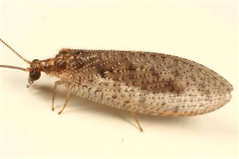 Brown Lacewing Hemerobius Bugguide Net