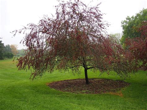 What Is A Prairifire Tree How To Grow Prairifire Crabapples In The Garden