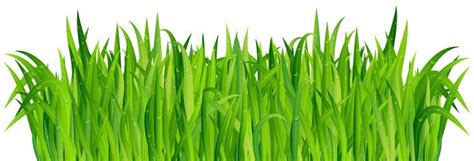 Fresh Green Grass Png Clip Art Image Photo Clipart Green Grass Grass