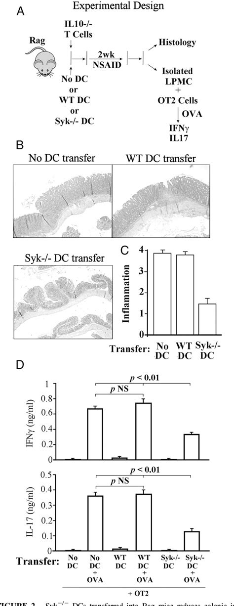 Figure 2 From Downregulation Of The Syk Signaling Pathway In Intestinal