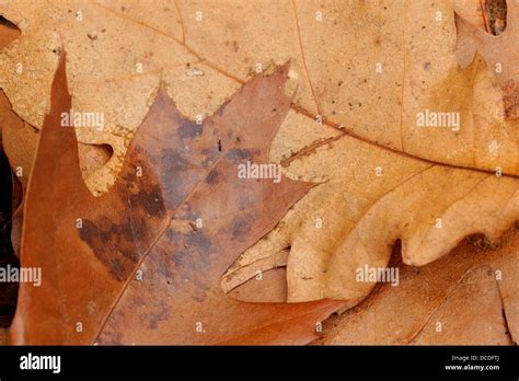 Fallen Oak Leaves Stock Photo Alamy