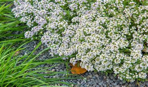Sweet Alyssum Plant Care At Richard Harvey Blog