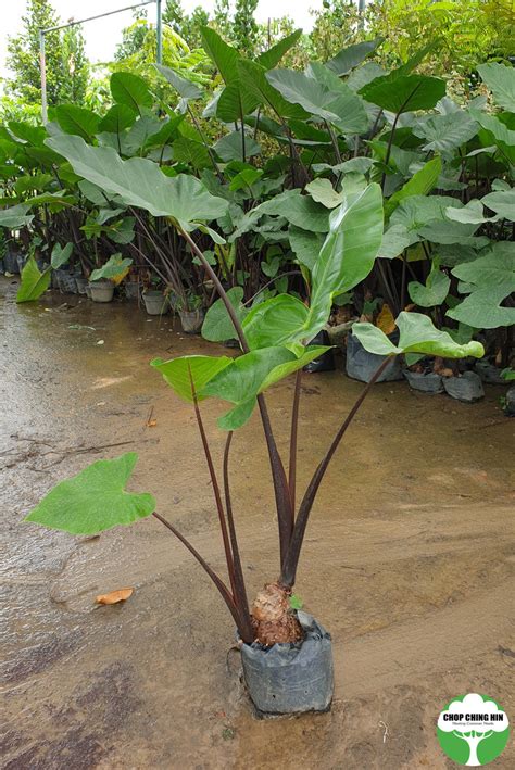 Alocasia Spp Type 1 Chop Ching Hin
