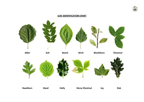 Oak Leaf Identification Tree Leaf Identification Leaf Identification