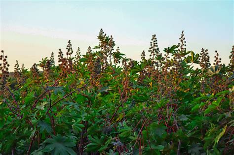 캐스터 콩 또는 리시누스 공산주의 캐스터 콩 또는 피마자유 식물 스퍼지 가족 유포르 비아과에서 다년생 꽃 식물의 종이다 그것은 단조로운 속 피마자 식물과 푸른 하늘의 유일한