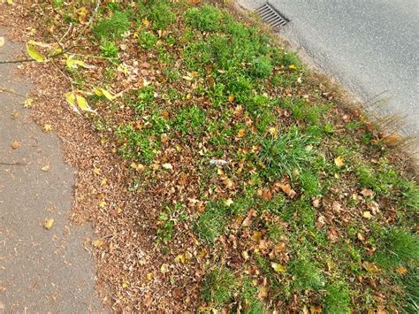 Litter Detection Object Detection Model By Swarm Robotics