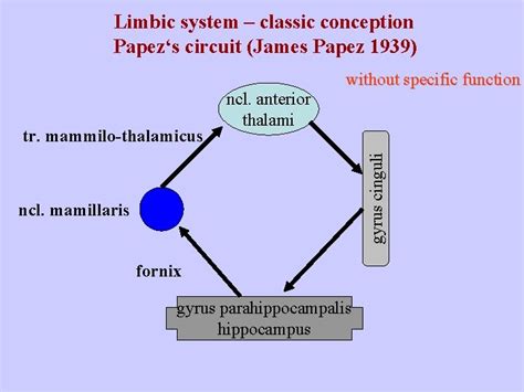 TELENCEPHALIC CORTEX NOMENCLATURE Paleocortex Archicortex Allocortex Neurons In