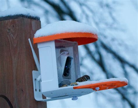 Review Of Smart Bird Feeder Camera