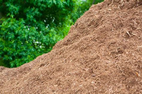 Does Mulch Attract Termites And How To Protect Your Home