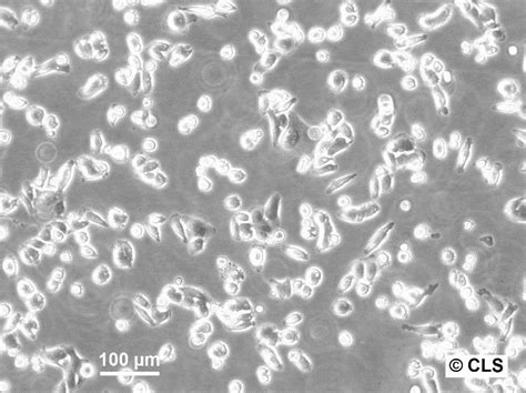 Sw 480 Cells