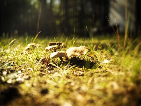 Mushrooms Grass Collecting Free Photo On Pixabay Pixabay