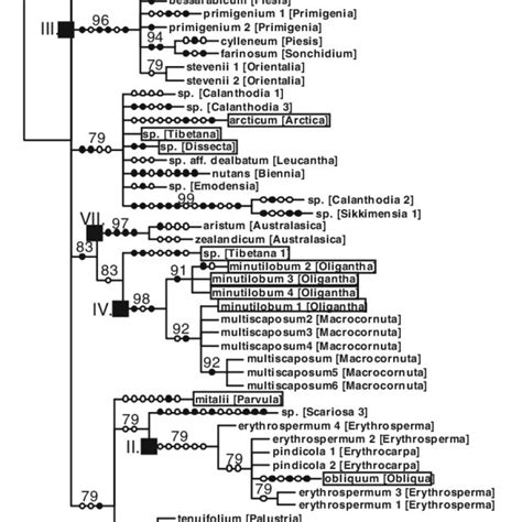 Maximum Parsimony Analysis Of Complete Nrdna Data Set Including The