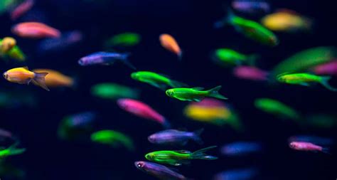 ТОП 10 неприхотливых аквариумных рыбок для начинающего аквариумиста