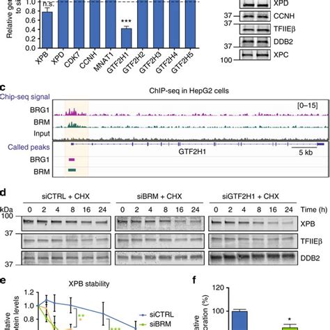 The Y537s Mutation Promotes Estrogen Independent Expression Of Er