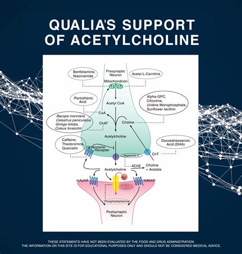 What Is Acetylcholine An Exploration Of The Cholinergic System