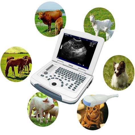 Bw Ultrasound In Pregnancy Diagnosis In Sheep
