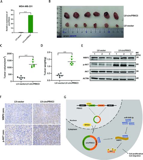 Overexpression Of Circprkci Promoted Bc Tumor Growth In Vivo A