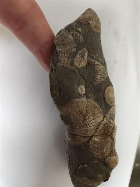 Possibly Found In A River In Iowa R Fossilid