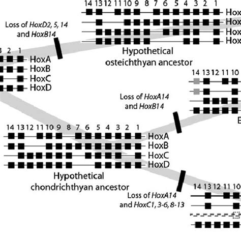 Transcript Mapping And Conserved Noncoding Sequences At The Hoxb3 Hoxb4