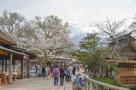 富士山一日遊行程｜2023景點推薦，富士山五合目、河口湖大石公園and纜車、忍野八海櫻花季絕景 卡琳。摸魚兒趣