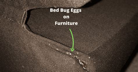 What Do Bed Bug Eggs Look Like A Guide With Photos