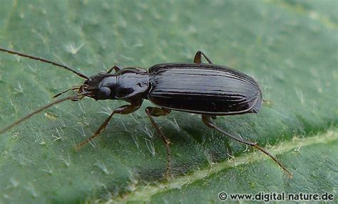 Badister dilatatus, peltatus oder collaris