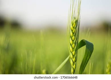24 Thousand Head Of Wheat Royalty Free Images Stock Photos Pictures Shutterstock