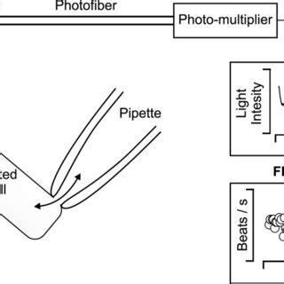 An Experimental Tool To Simultaneously Investigate The Biochemical And
