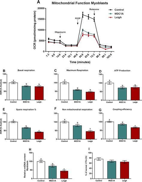 Impaired Mitochondrial Function In Myoblasts From Mdc1a And Surf1 Ls