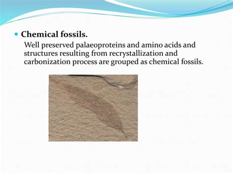 Types Of Fossils And Uses PPTX Geology Science