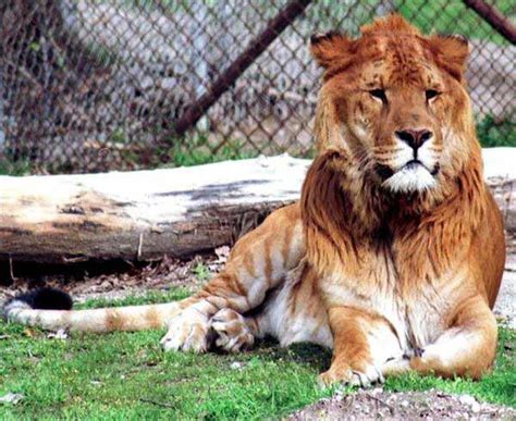 Largest Ever Lion