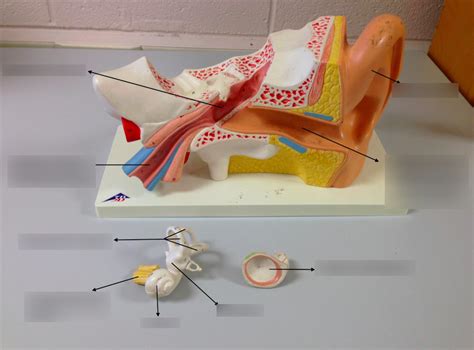 Ear Model Lab Practical 2 Diagram Quizlet