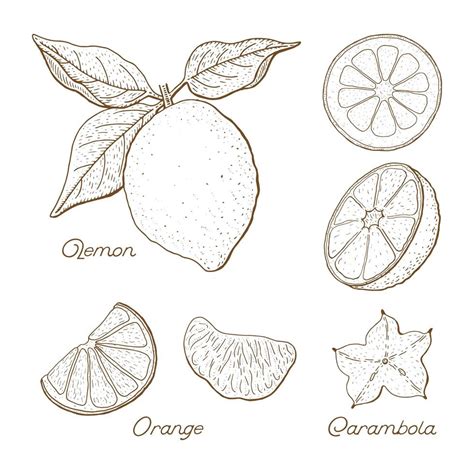 Hand Drawn Citrus Fruit Drawings Set 952715 Vector Art At Vecteezy