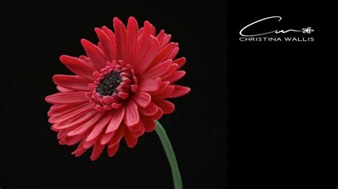 GERBERA Flower Cold Porcelain Clay Tutorial 2019 YouTube