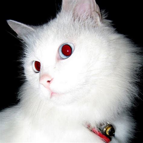 Создать мем белый кот с голубыми глазами белый кот кот альбинос с